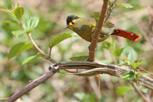 A tribal hand for protecting rare bird - Indian Flash