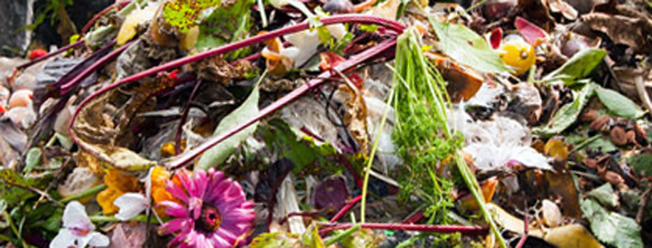 Flowers to Manure; engineering duo shows the way to a greener world ...