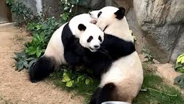 Empowering Conservation: The Revival of 'Panda Paddle' Event - Indian Flash