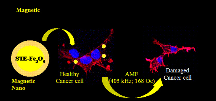 Non Caloric natural sweetener helps in cancer treatment: Study - Indian ...