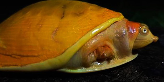 Rare Yellow Turtle spotted in India - Indian Flash