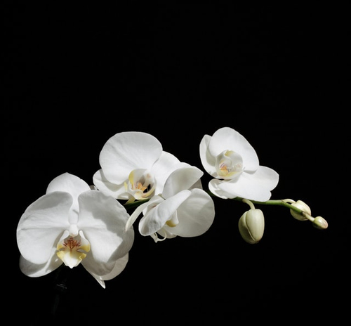 Preserve Orchids Or Loss Them - Indian Flash