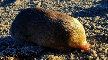 De Winton's Golden Mole Emerges from Decades of Mystery - Indian Flash
